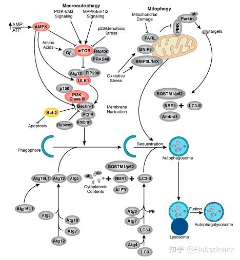 自噬标志物—LC3检测要点 - 知乎