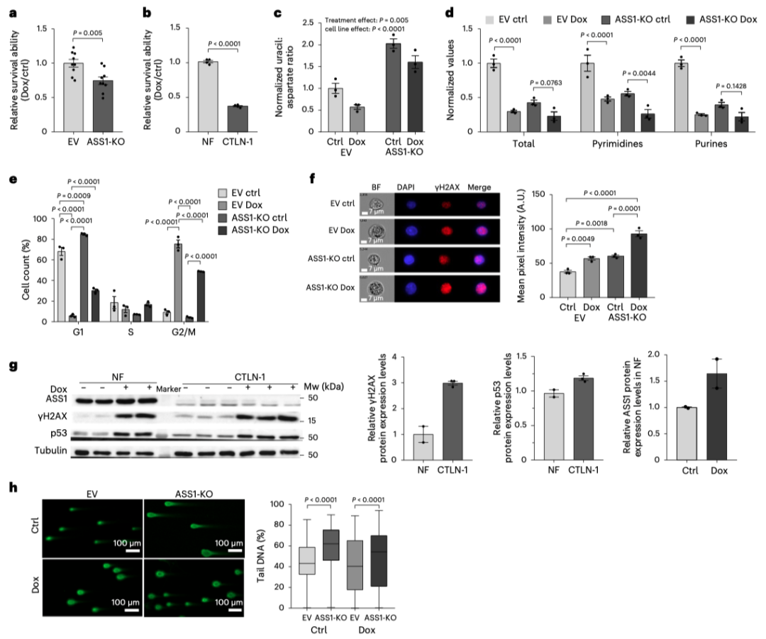 Nature Metabolism丨ASS1通过p53减少DNA损伤从而促进肿瘤的发生 - 知乎