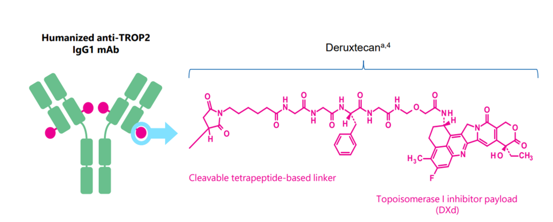 Trop2 ADC 荷载总结 - 知乎