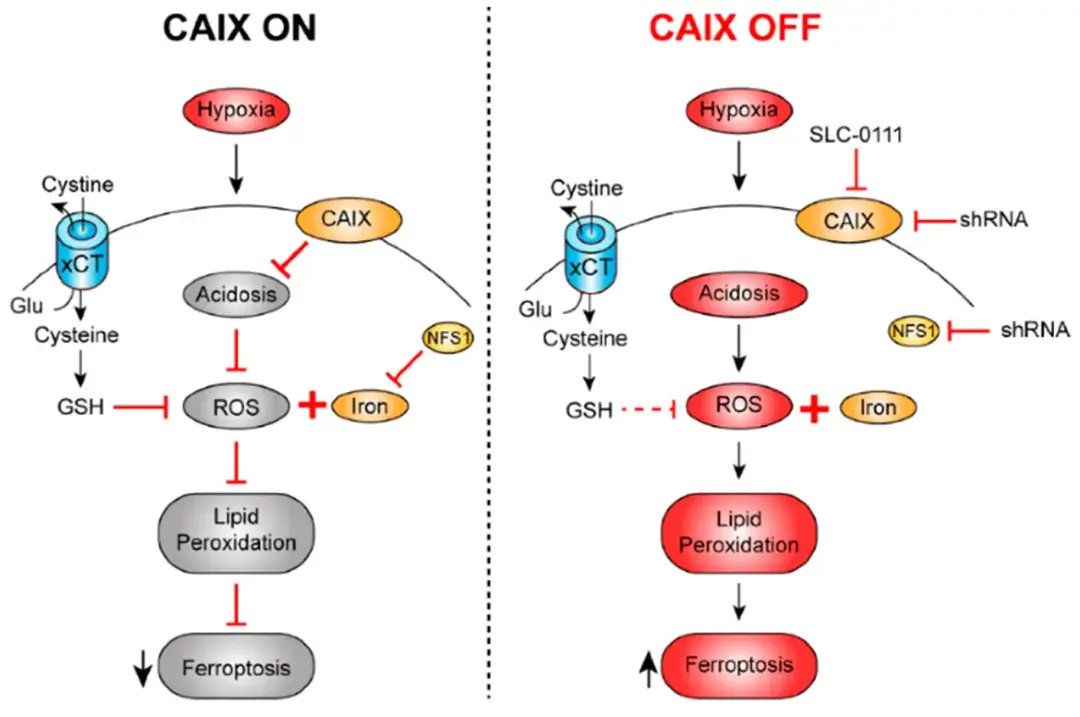 缺氧诱导的碳酸酐酶IX (CAIX) 的癌症治疗靶向：从实验室到临床 - 知乎