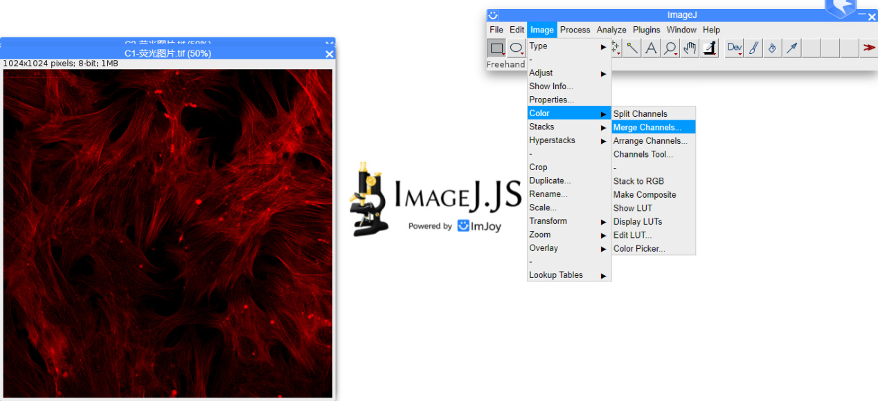 利用Image J 拆分和Merge荧光图片 - 知乎