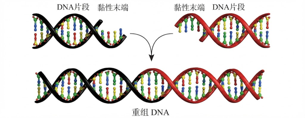 生物技术革命简史：重组DNA、基因泰克与人类基因组计划如何催生千亿美元抗体药物市场 - 知乎