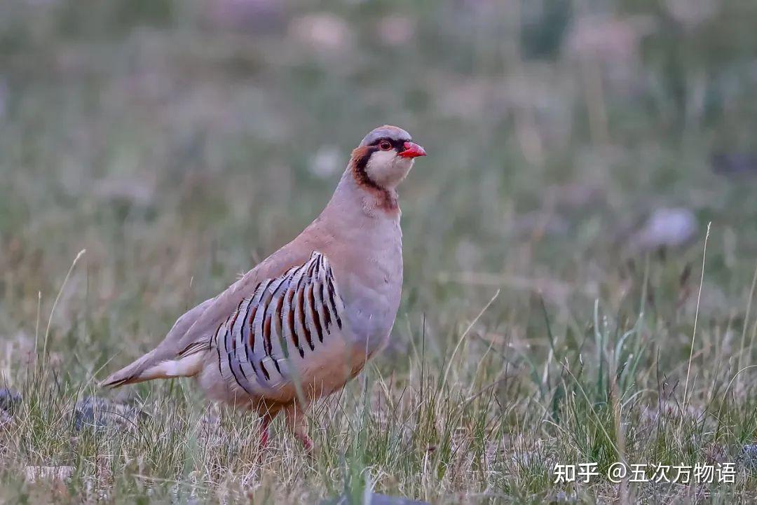 中国雉科种类大全 - 知乎