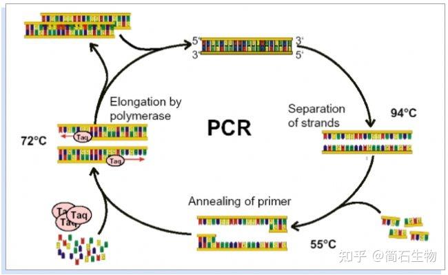 突破PCR实验瓶颈，提升实验效率：一步解决PCR抑制物去除 - 知乎
