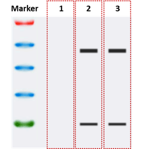 一文读懂 | IP-WB的实验流程和结果解析 - 知乎