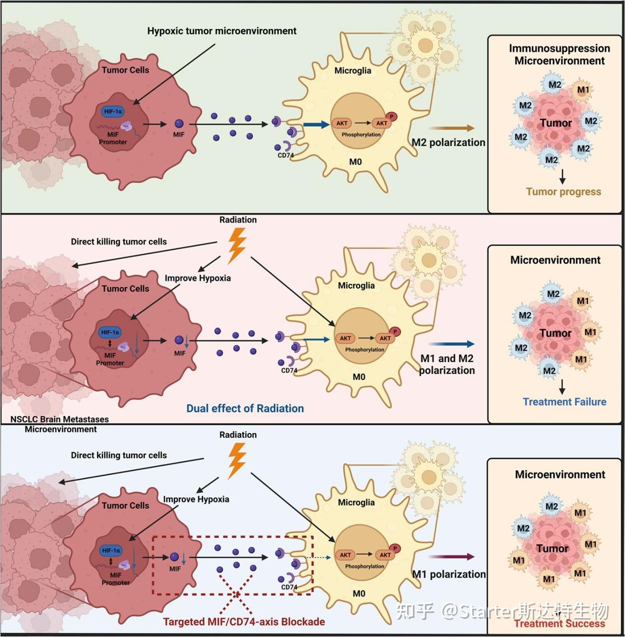 解析CD74：细胞活动与病症关联中的核心角色 - 知乎