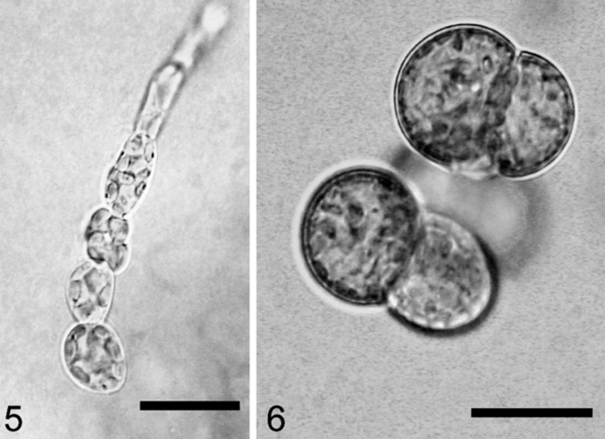 散囊菌纲Eurotiomycetes：真 正 的 霉 - 知乎