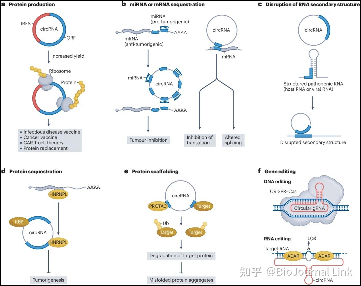 综述 | Nat.Rev.Genet | 环状RNA的治疗潜力 - 知乎