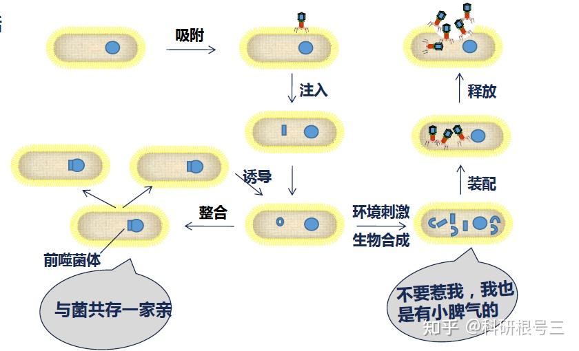 常见的载体类型汇总：质粒载体、噬菌体载体、柯斯载体、病毒载体、人工染色体载体 - 知乎