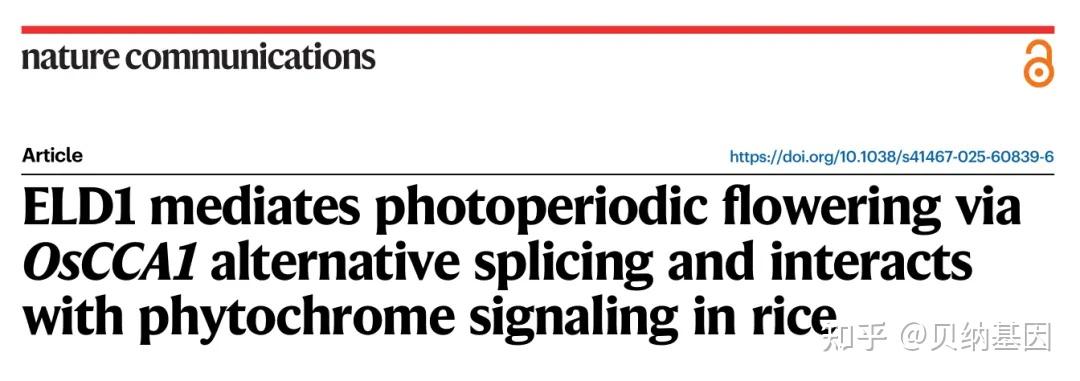 NC详解 | 水稻光周期开花关键突破！ELD1通过可变剪接调控生物钟基因，打开高纬度早花育种大门 - 知乎
