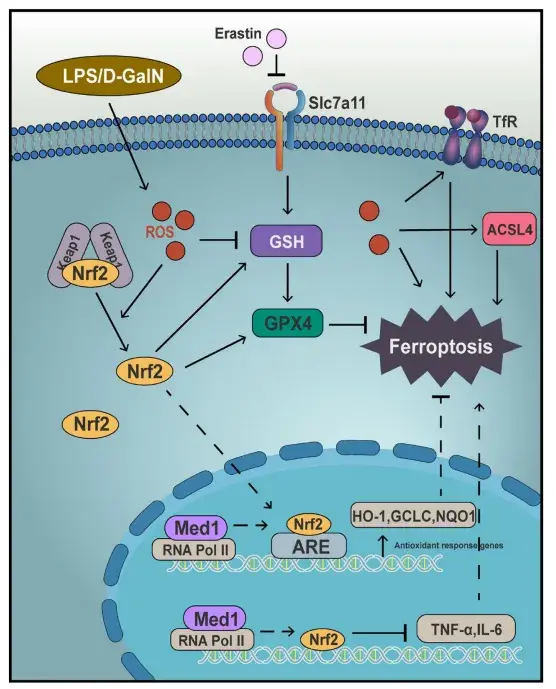 中山大学附属第三医院林炳亮团队发现Med1可作为ALF的治疗靶点 - 知乎