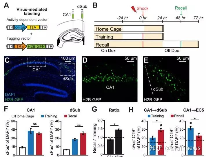 Cell经典回顾| 海马下托（Subiculum）在记忆的形成与提取中扮演重要角色 - 知乎