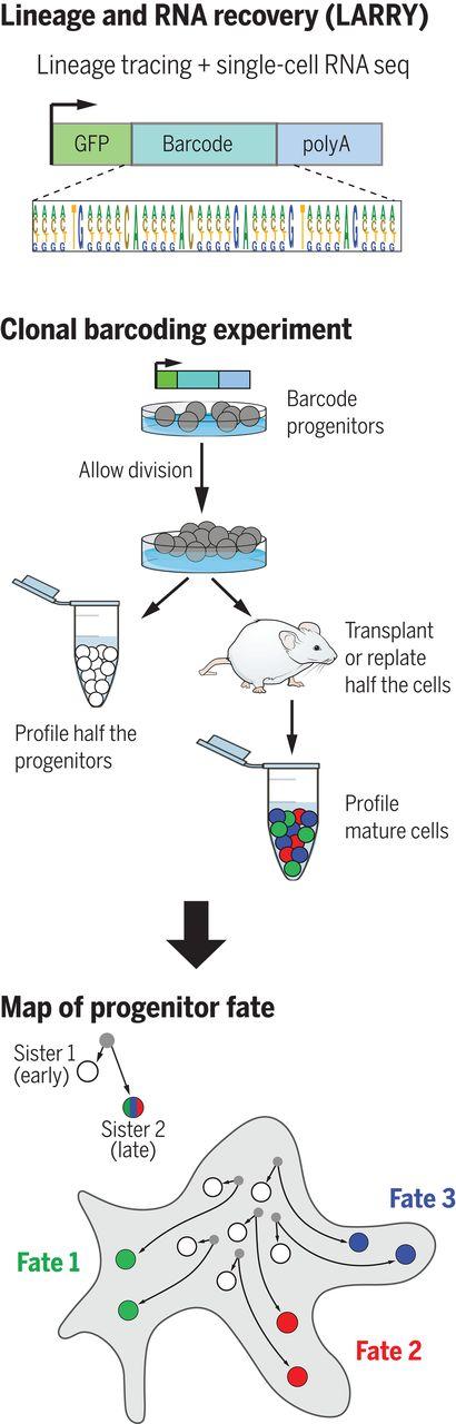 Lineage tracing on transcriptional landscapes links state to fate ...