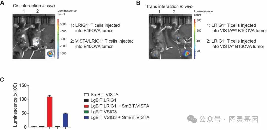 Sci Immu | T细胞抑制性检查点VISTA蛋白，癌症免疫治疗新靶点 - 知乎