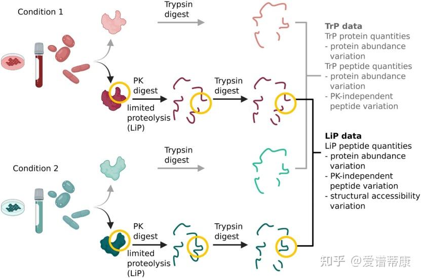 LiP-MS质谱数据分析策略—LiPAnalyzeR - 知乎