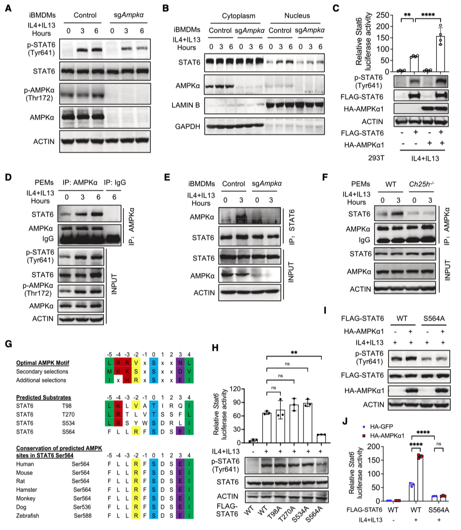 Immunity丨25-羟基胆固醇通过调节AMPK-代谢重编程从而抑制巨噬细胞激活 - 知乎