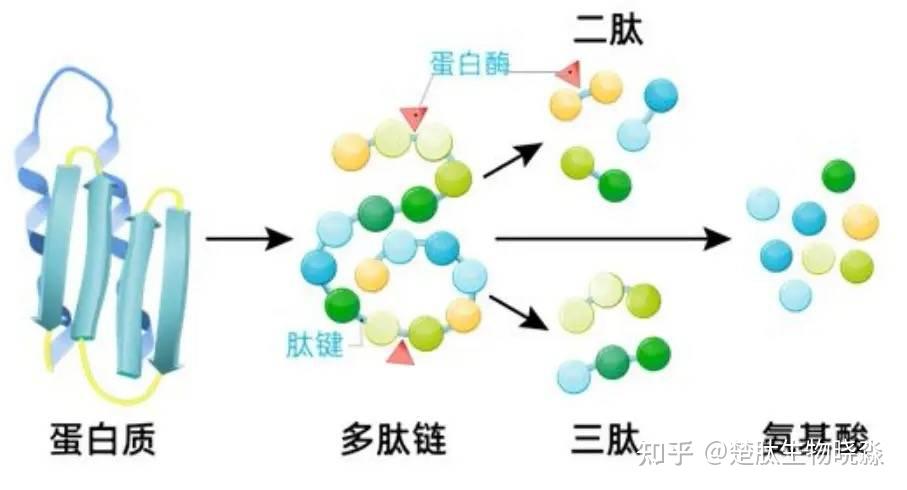 多肽合成，Metorphamide (free Acid) (Adrenorphin (free acid))，Tyr-Gly-Gly-Phe ...