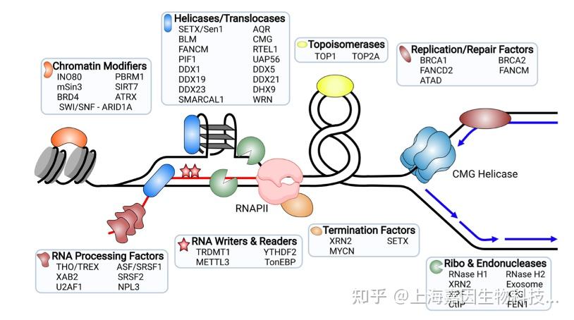 R-loop CUT&Tag系列文章之一：R-loop概览——结构、形成、分布、调控因子及病理生理功能 - 知乎