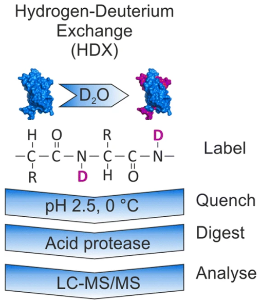 氢交换质谱(hydrogen exchange, HX) - 知乎