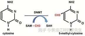 靶向DNA甲基转移酶DNMT的肿瘤治疗 - 知乎