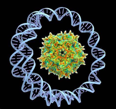 Nat Gen | 环状染色体外DNA促进肿瘤异质性 - 知乎