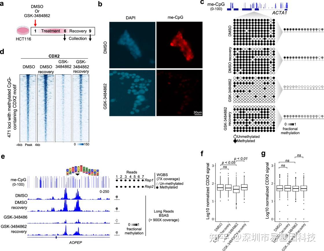 易基因：WGBS+ChIP-seq技术揭示Cdx2转录因子在发育与稳态中的动态结合机制｜NC/IF14.7 - 知乎