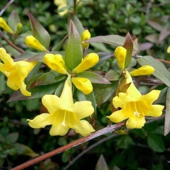 【植物界全系列】双子叶植物纲—龙胆目 - 知乎