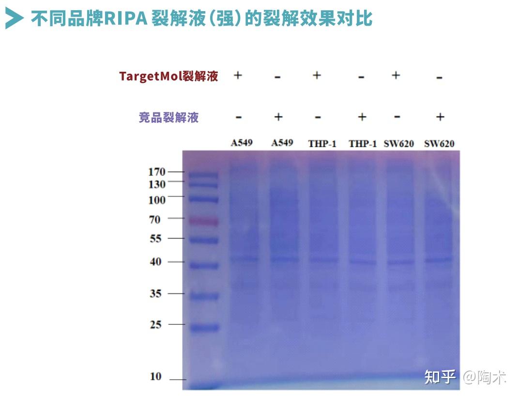 TargetMol的RIPA裂解液效果怎么样，好用吗？ - 知乎
