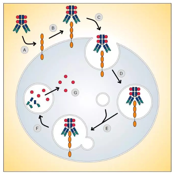 ADC抗体偶联-Mal-PEG2-Val-Cit-PAB-OH CAS2055041-38-6 分享 - 知乎