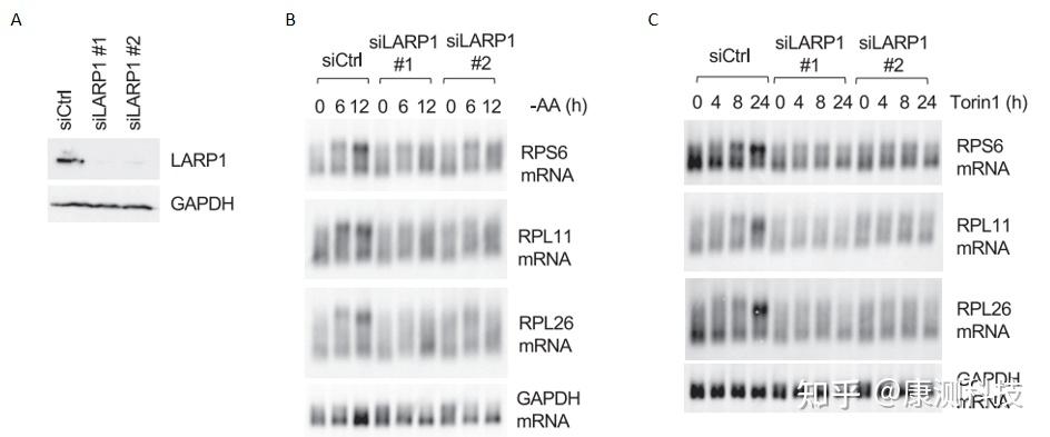mTOR和LARP1如何调控TOP mRNA的poly(A)尾长度和核糖体装载？nanopore direct RNA sequencing ...