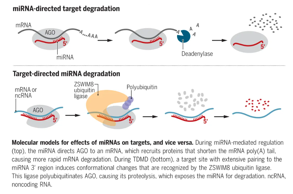 TDMDscore和phyloP值是什么意思？ - 知乎
