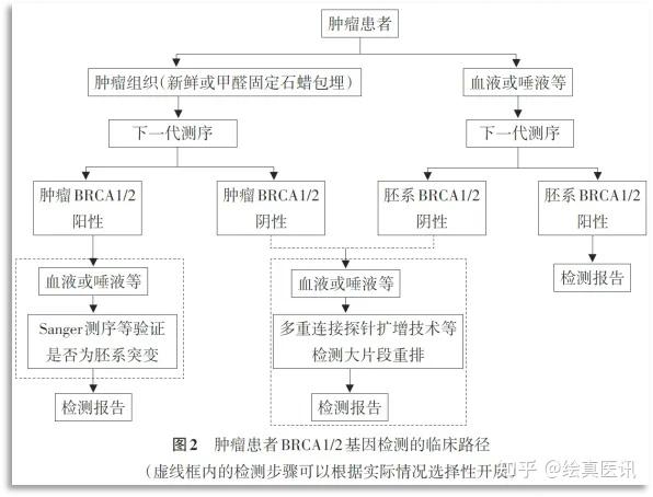 绘真科普丨答你所问，BRCA1/2基因胚系与体系突变，都是啥？咋检测…… - 知乎