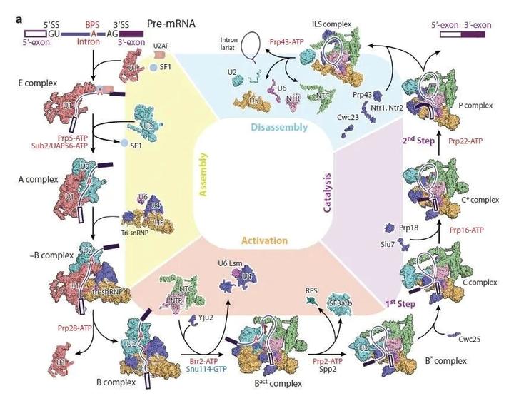 【AmBeed解读】RNA剪接，生命密码的精细修剪师 - 知乎