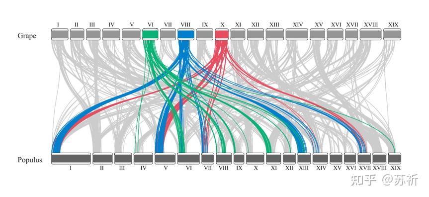 RIdeogram：使用R包绘制染色体信息 - 知乎