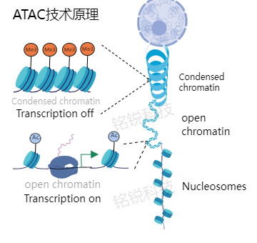 ATAC-seq/qPCR 实验流程分享 - 知乎
