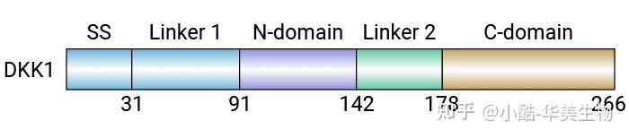 DKK1：经典的Wnt/β-catenin通路拮抗剂，癌症双向调控靶点？ - 知乎