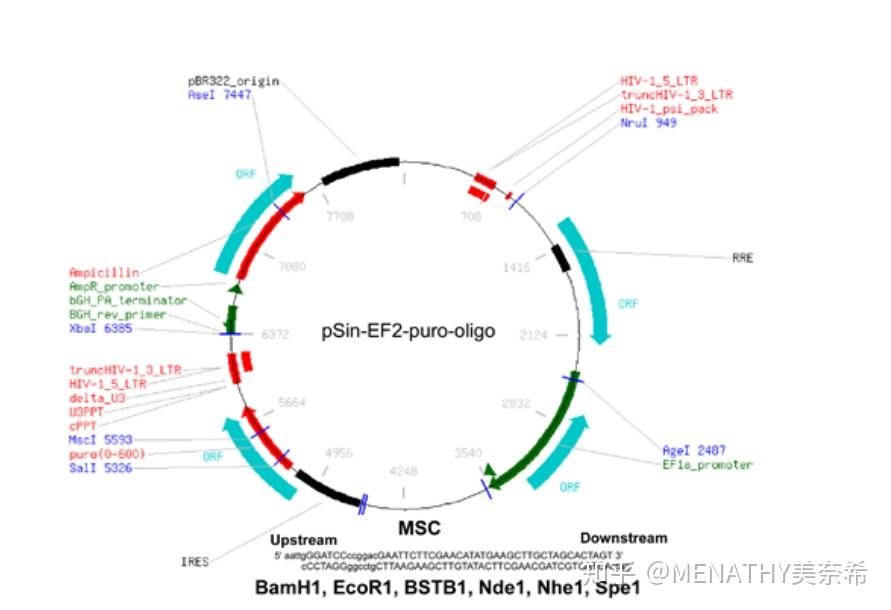 一、基因克隆 - 知乎