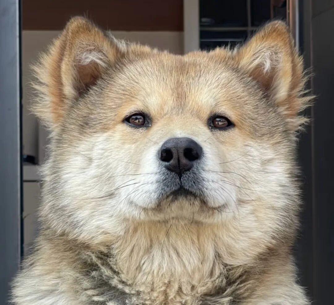 网友养了只超帅的狼青色土松，但养了几个月后……哈哈哈哈！ - 知乎