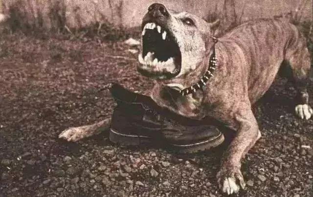 如何判断一条狗是不是疯狗 - 知乎