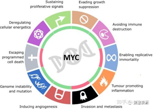 《普创新》全面助力新药研发，挑战“不可成药”靶点之_C-Myc - 知乎
