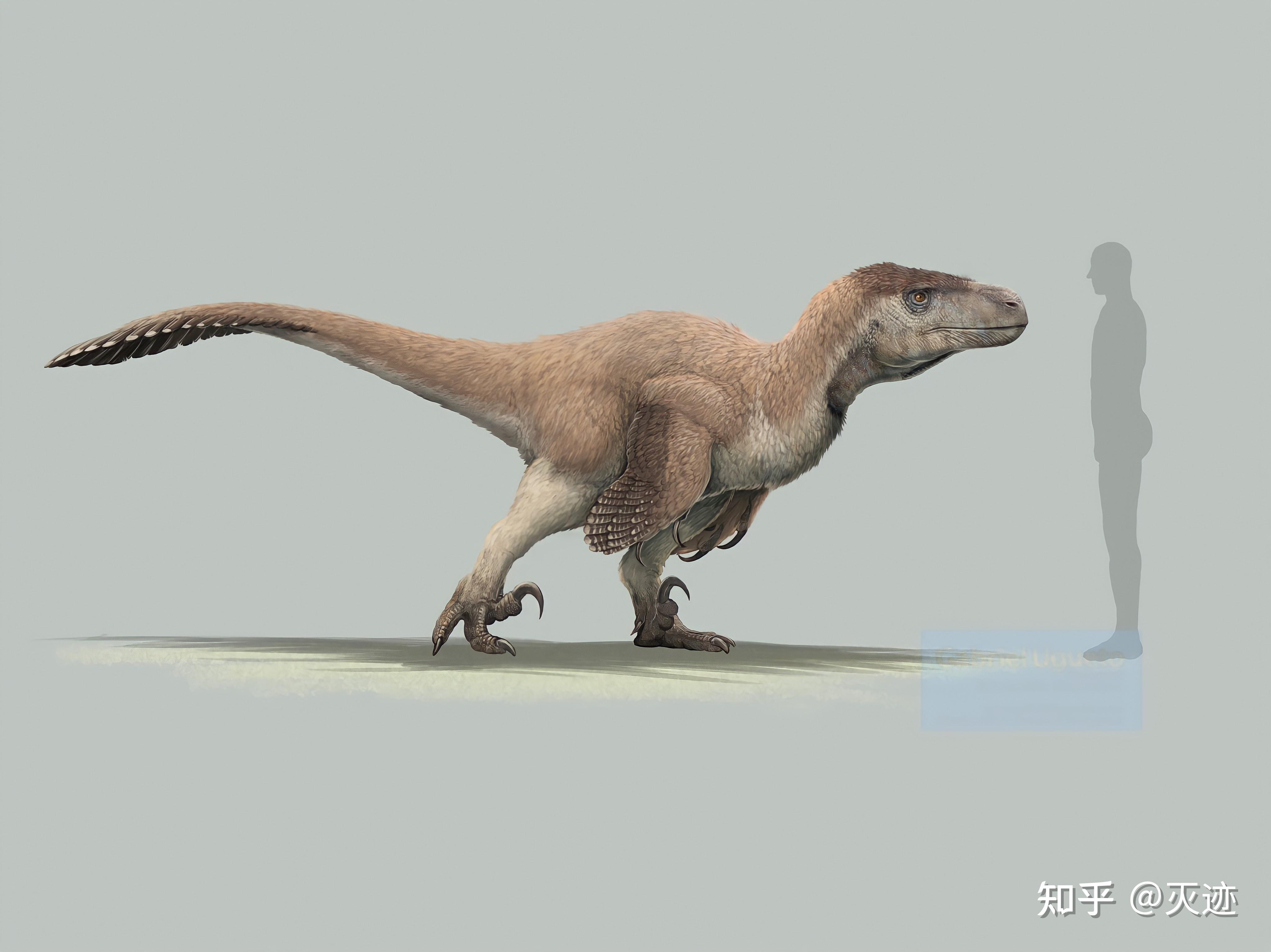 老虎和迅猛龙谁厉害？ - 知乎