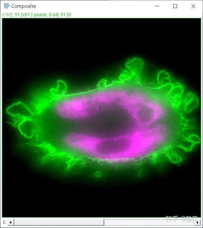 ImageJ高效图片分析技巧 - 知乎