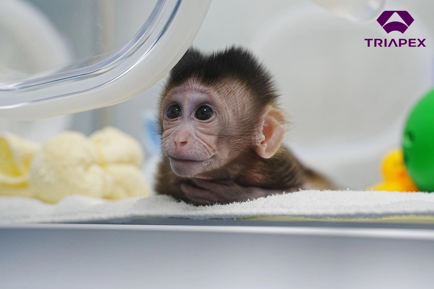 NHP ePPND试验的挑战及应对策略 - 知乎