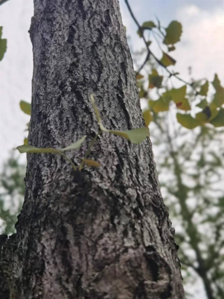 【2.2.3】范式球norm balls和范式锥norm cones - 知乎