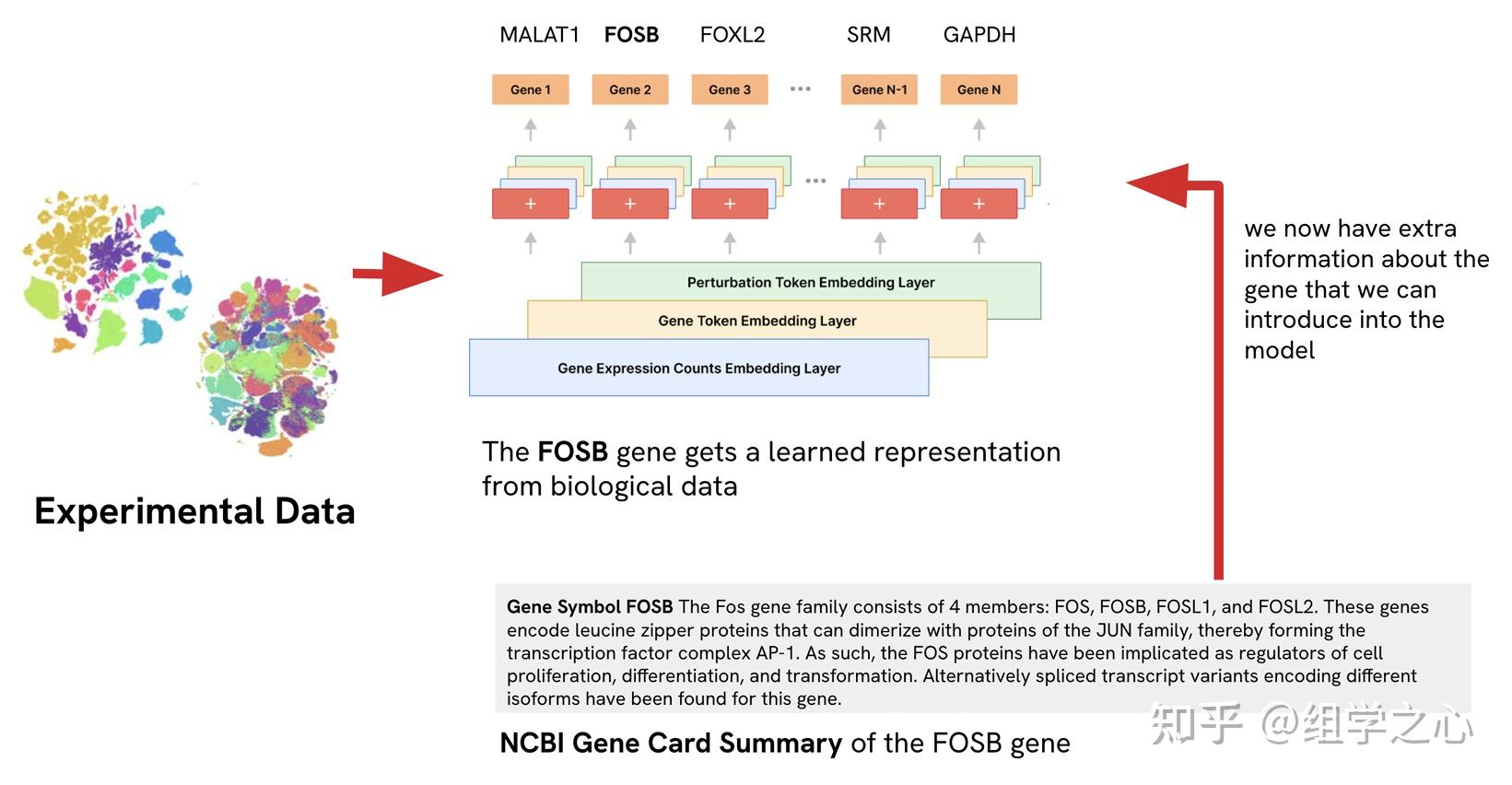 单细胞组学大模型（8）--- scGenePT，scGPT和GenePT的结合，实验数据和文本数据的交融模型 - 知乎