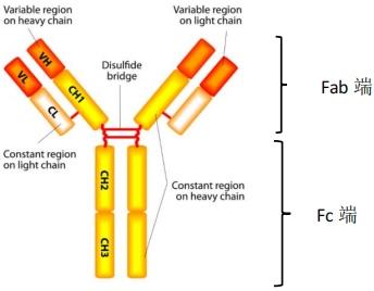 IPHASE/汇智和源 抗体依赖细胞介导的细胞毒作用（ADCC效应） - 知乎
