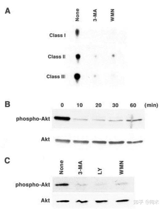 PI3K 抑制剂——3-甲基腺嘌呤 【TargetMol】 - 知乎