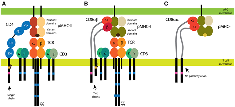 CD8：结构、功能和免疫调节 - 知乎