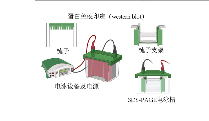 蛋白免疫印迹western blot从基本原理到实践操作 - 知乎
