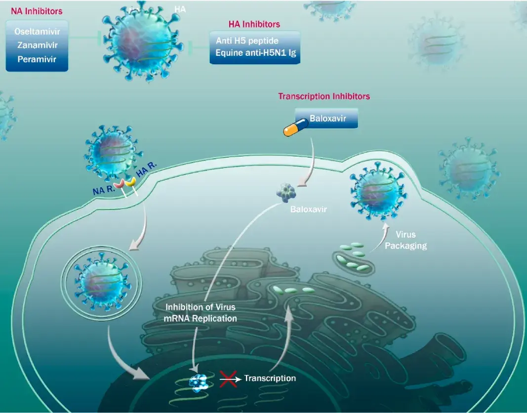 全球首例牛传人禽流感病例报道：深度解析H5N1病毒的挑战与防控新策略 - 知乎